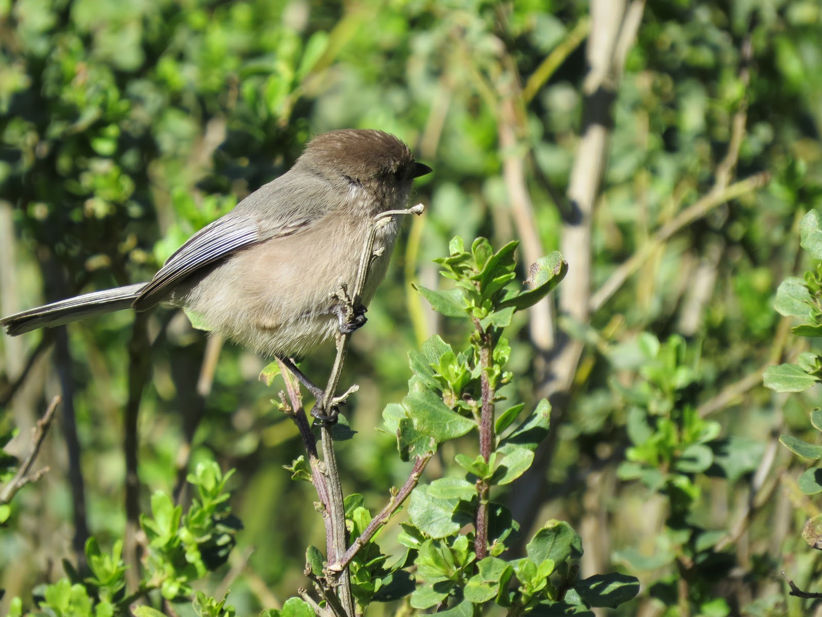 amateurnithologist: Bushtit