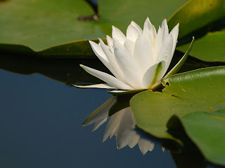 Delta Dunarii: Flora