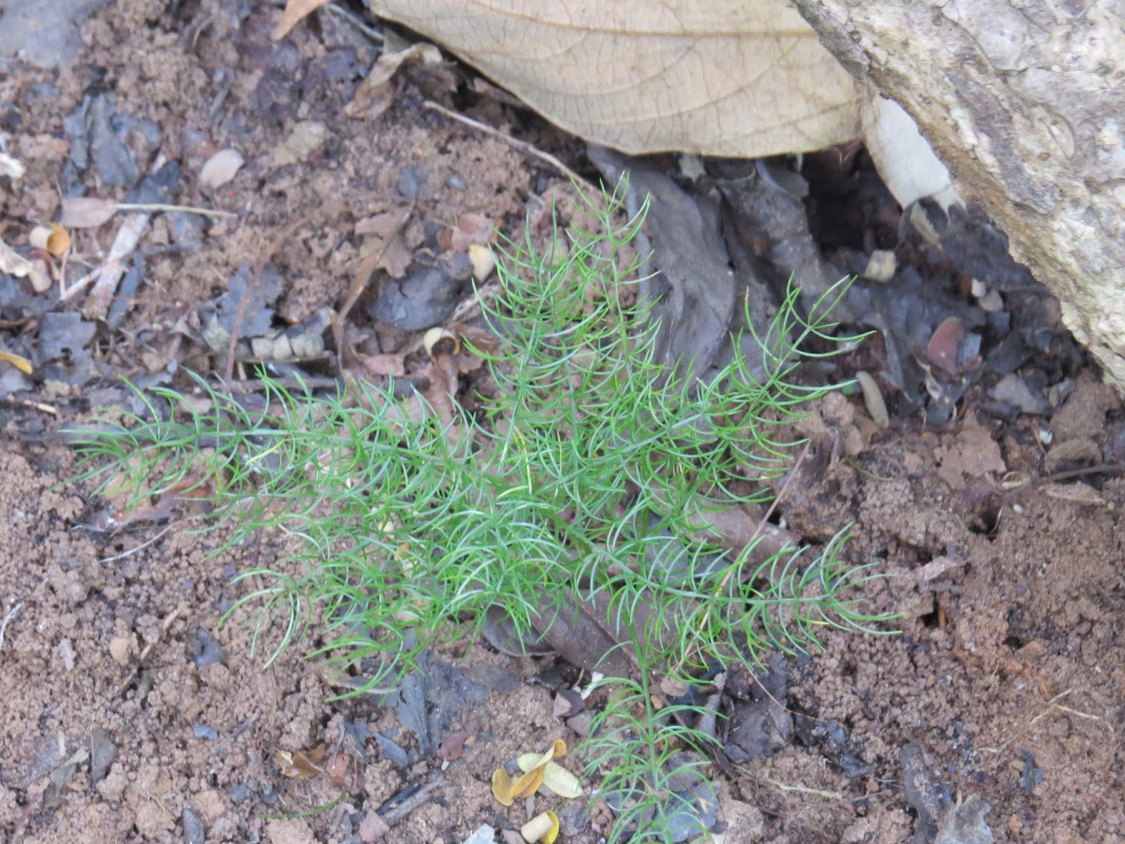 Journey to Nature : Asparagus racemosus: Satavari