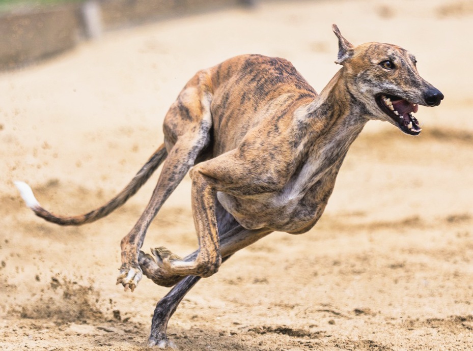 25 25 Interesting Facts About Dogs 25-25-interesting-facts-about-dogs