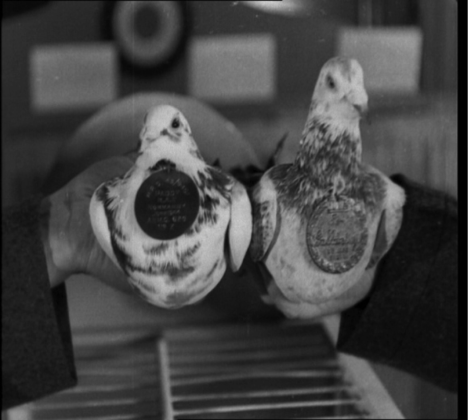 World War 2 History and the WW2 Pigeons: Pigeon lofts in the Western ...