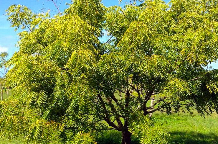 THE NIGERIAN DONGOYARO TREE ( NEEM ) Azadirachta indica ~ Naijagrics