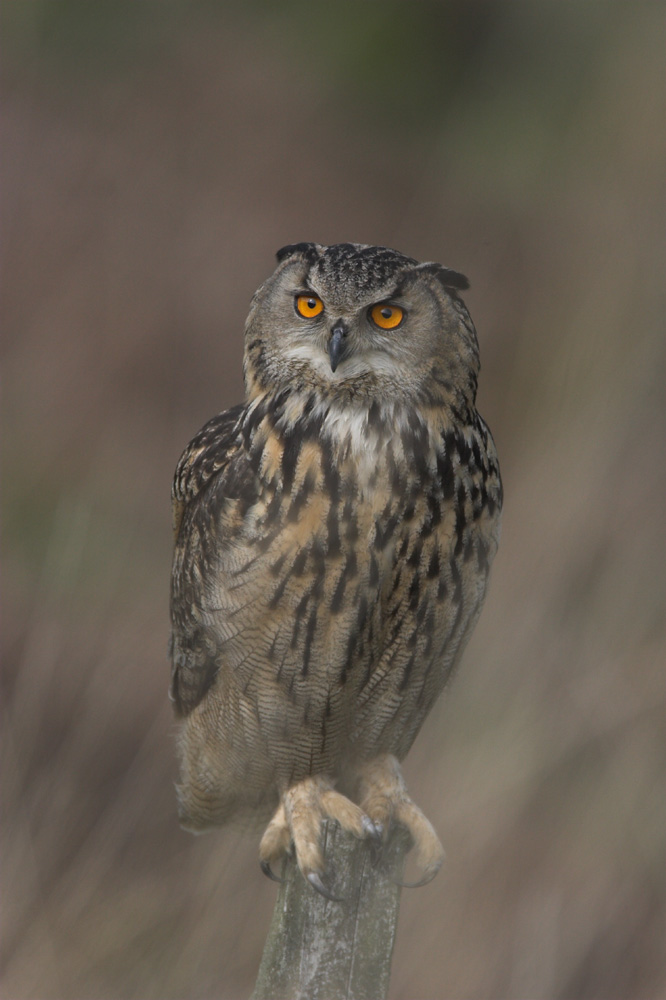 Gary Jenkins Bird Photography: Eagle Owl, Whitendale, Trough of Bowland ...