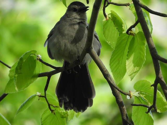 A Walk in the Forest Primeval