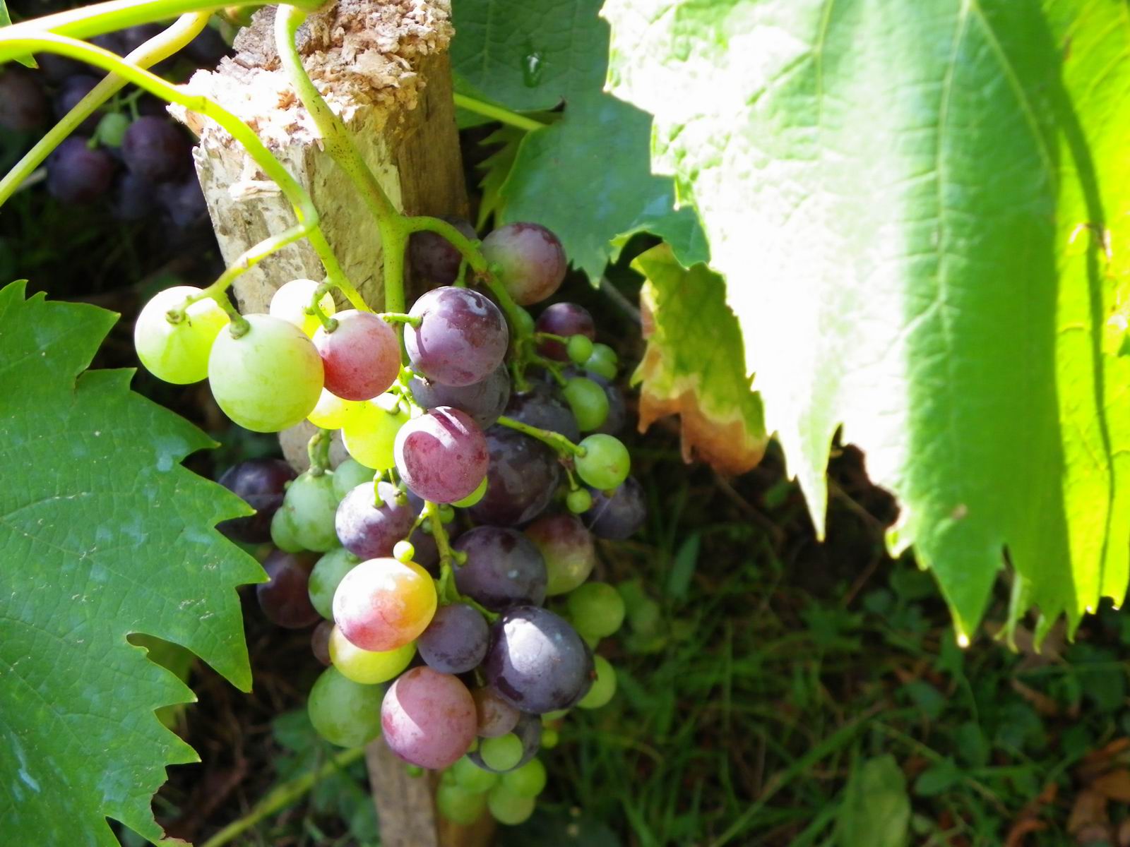 La vigne est aux raisins