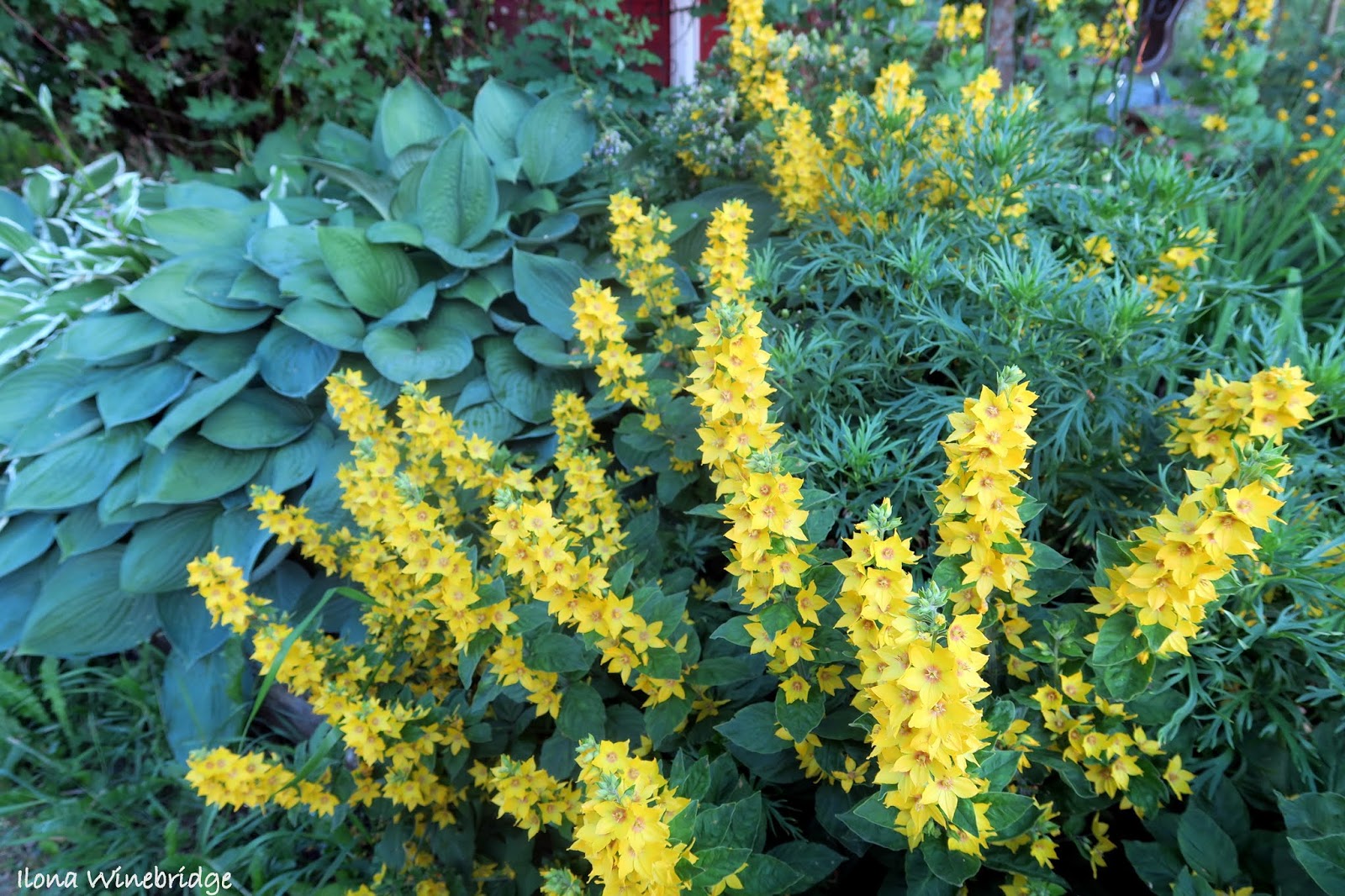 Värjärin pata: Heinäkuu, ihana ihana heinäkuu!