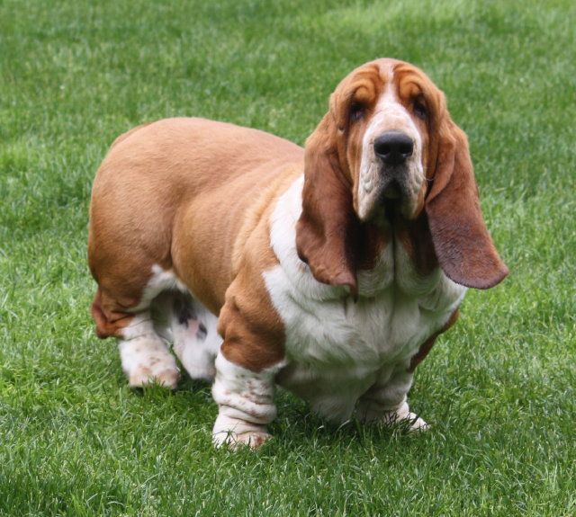 Rocketdog Bassets: Types of Basset Hounds