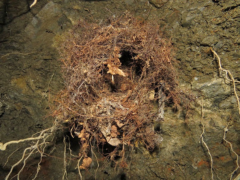 Birdernaturalist: Day 3 in SE Peru: From High to Mid-Elevations