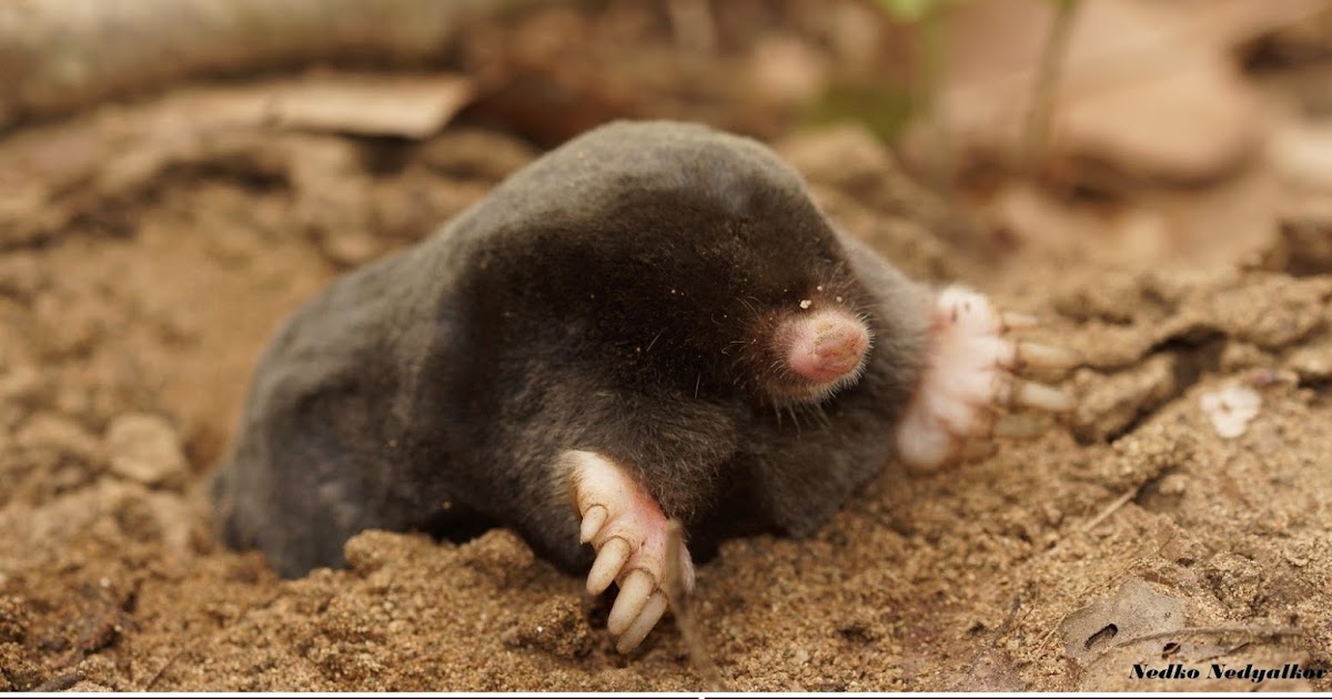 Species New to Science: [Mammalogy • 2018] Talpa martinorum • News from ...