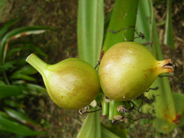 Life after Graduation: Ho'omaluhia Botanical Garden