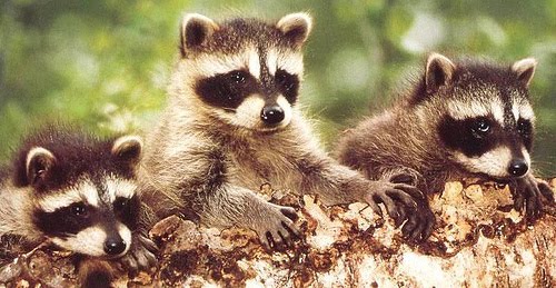 Mapaches: Información del blog.