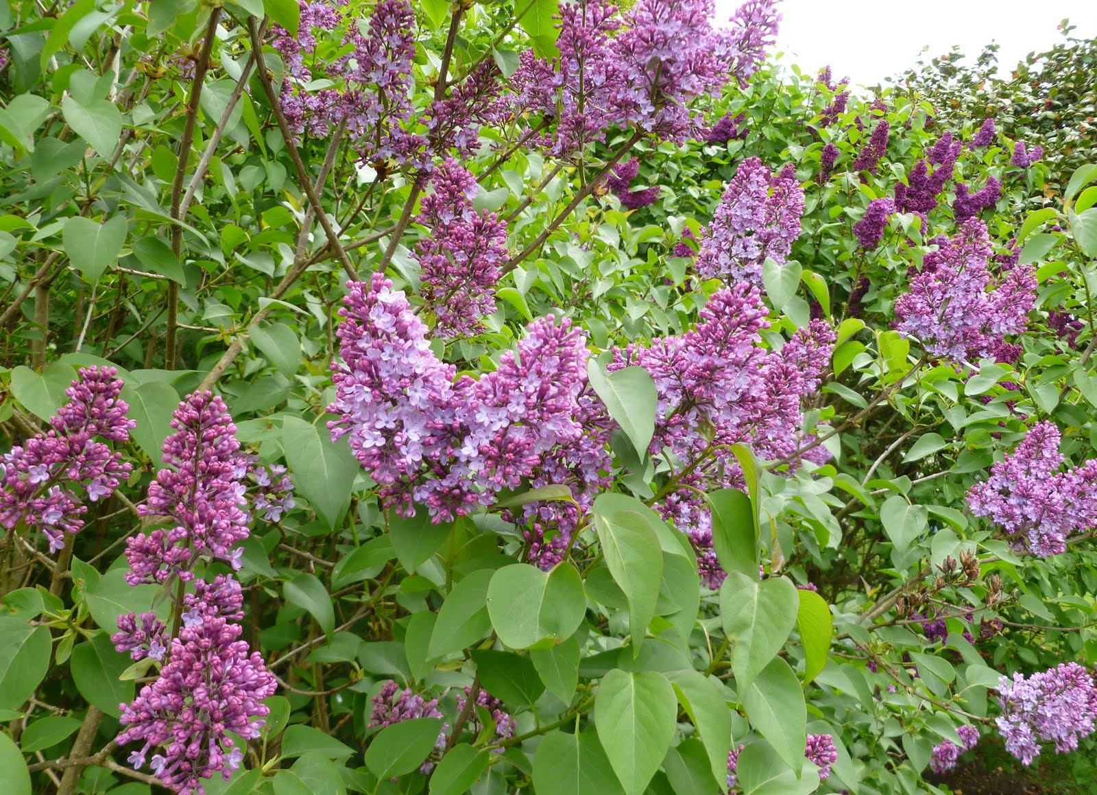 Daniel's Pacific NW Garden: Hulda Klager's Lilac Garden