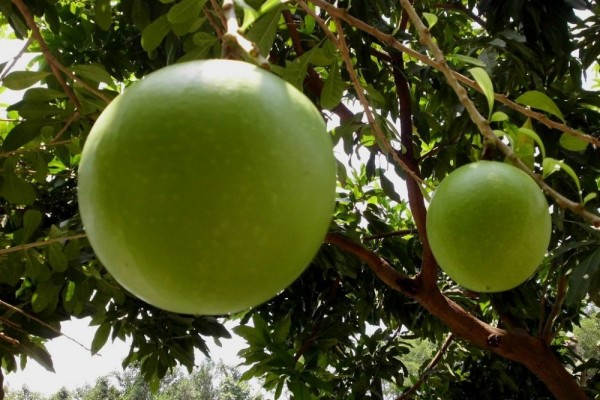 5 Khasiat Labu Kayu Untuk Kesihatan Badan Yang Ramai Orang Tak Tahu ...