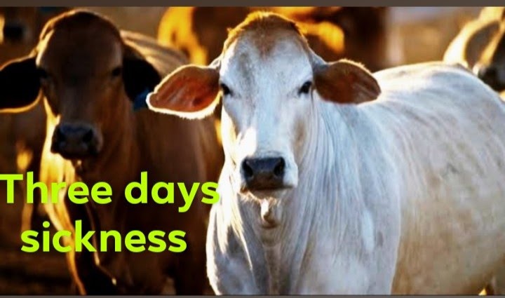 Ephemeral Fever in cattle and buffalo wth treatment and prevention