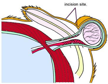 The dog in world: Dog Neutering procedure
