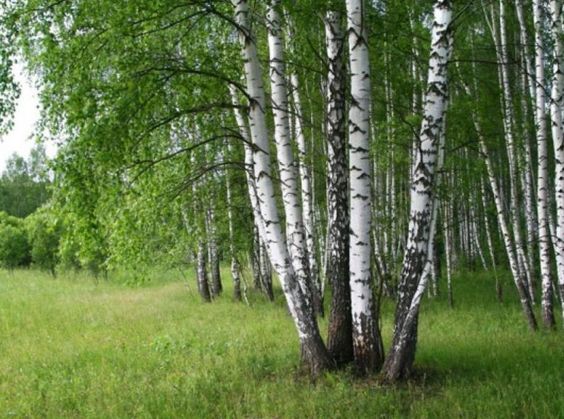 Vanaema loodusravi - Kaseleht teeb südame terveks. - Kodused lood