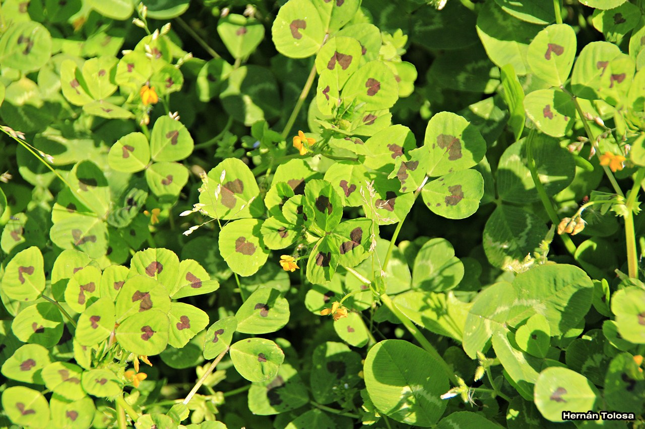 Flora Bonaerense: Trébol manchado (Medicago arabica)