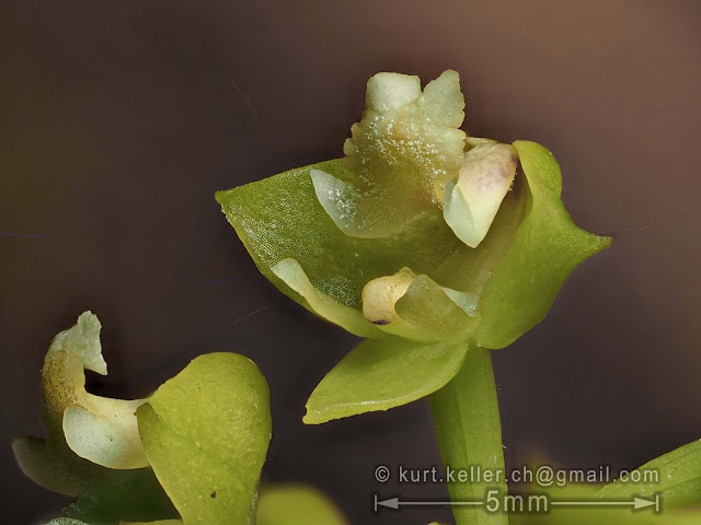 Polystachya concreta