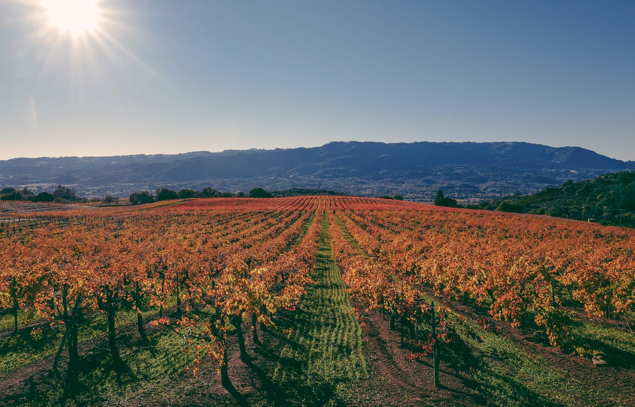 Club des Dégustateurs de Grands Vins: Pinot Noir, Head High, Californie ...