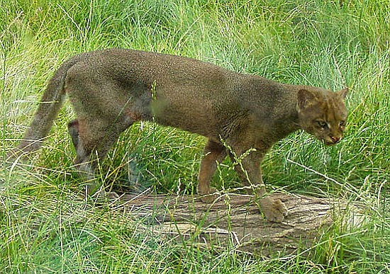 Mitos, Monstruos y Leyendas: noviembre 2014