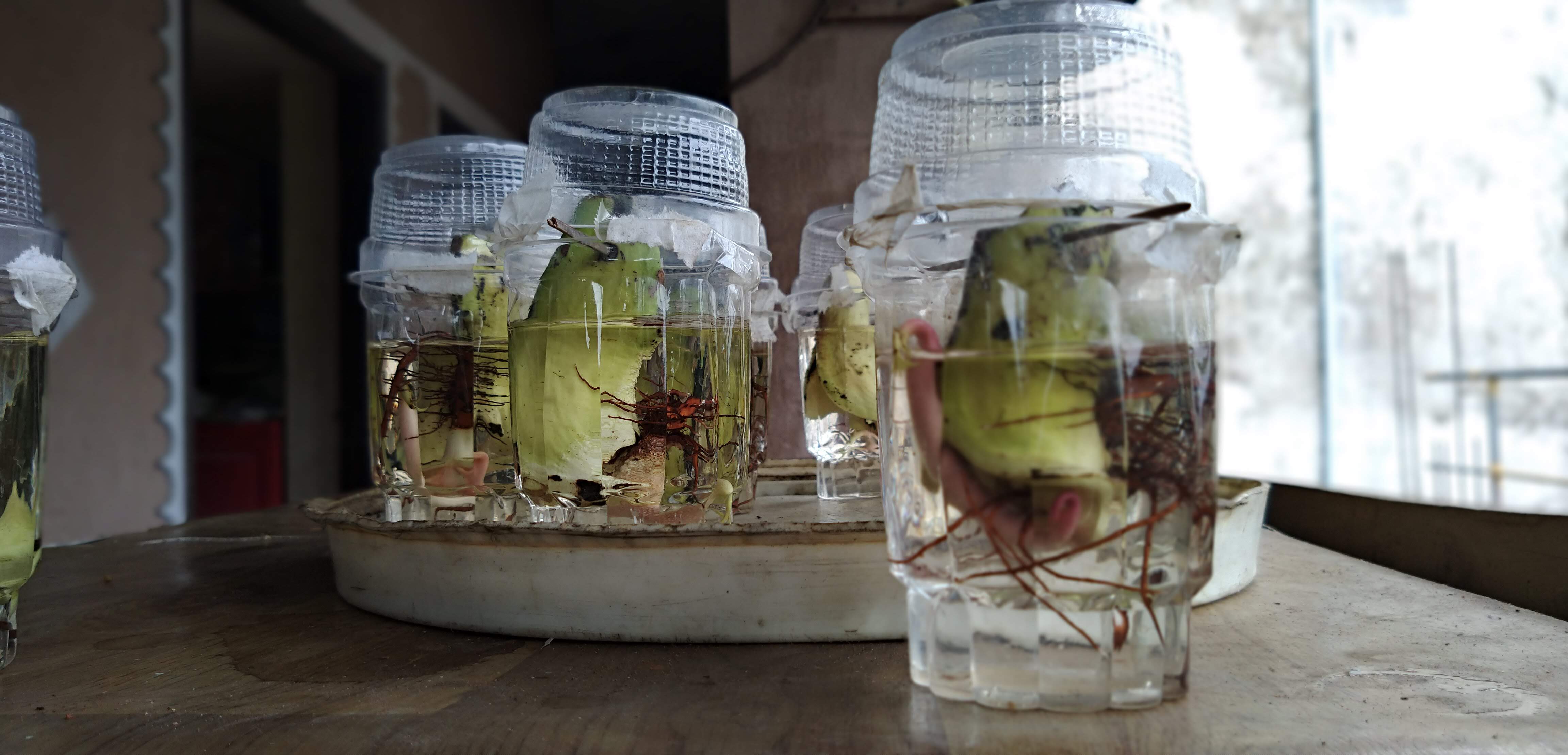 Mango Seed Germination in Water