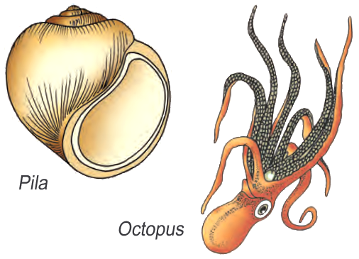 Animal Kingdom - Notes | Class 11 | Part 9: Mollusca