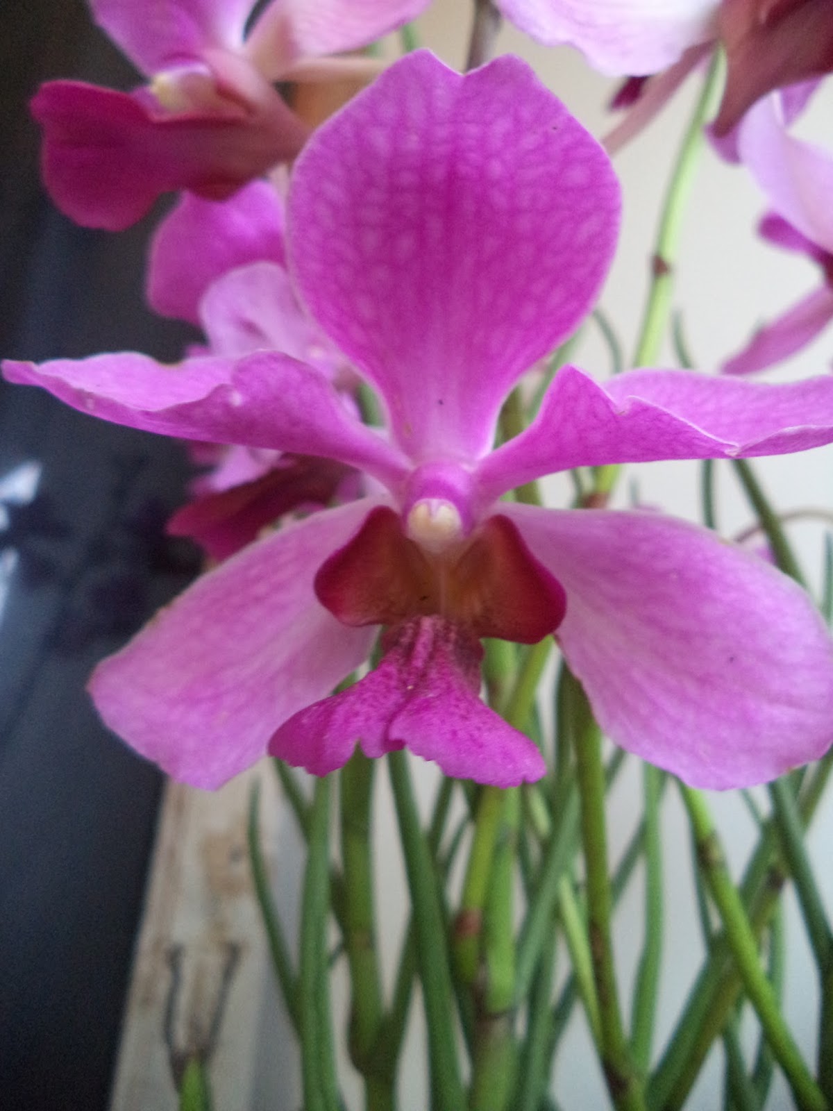 JAKARTA FLORIST: Anggrek Vanda Douglas | Toko Bunga Jakarta