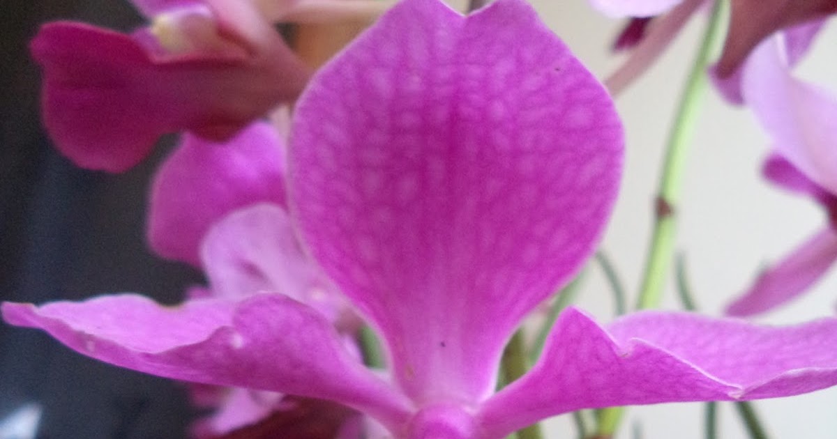 JAKARTA FLORIST: Anggrek Vanda Douglas | Toko Bunga Jakarta