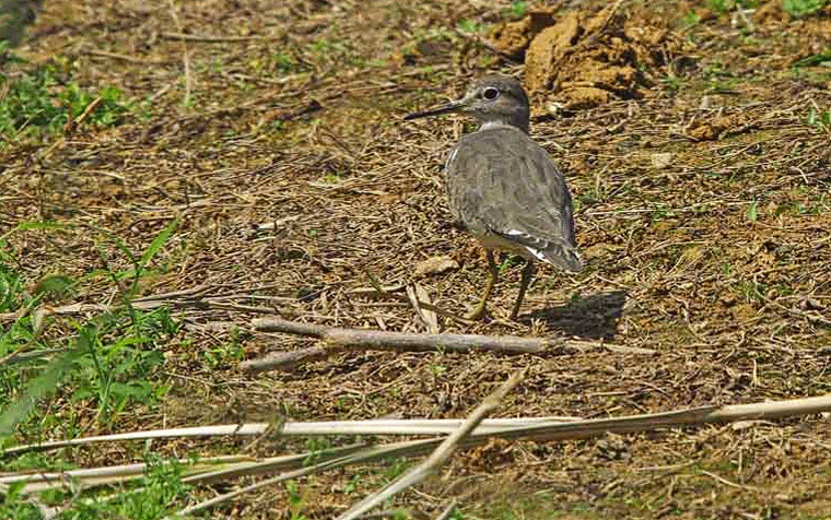 Ryukyu Life: Bird Photos: A Sandpiper Winks at the Camera