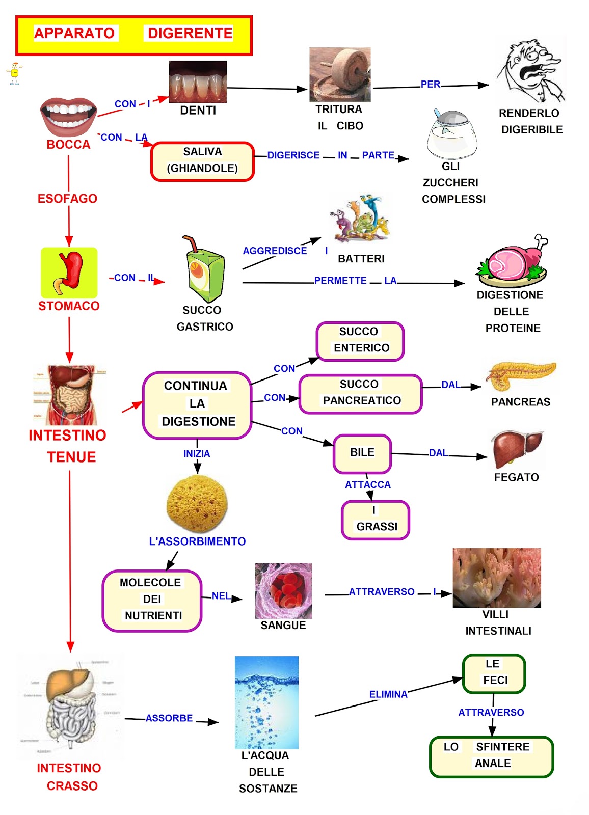 MAPPER: APPARATO DIGERENTE UMANO