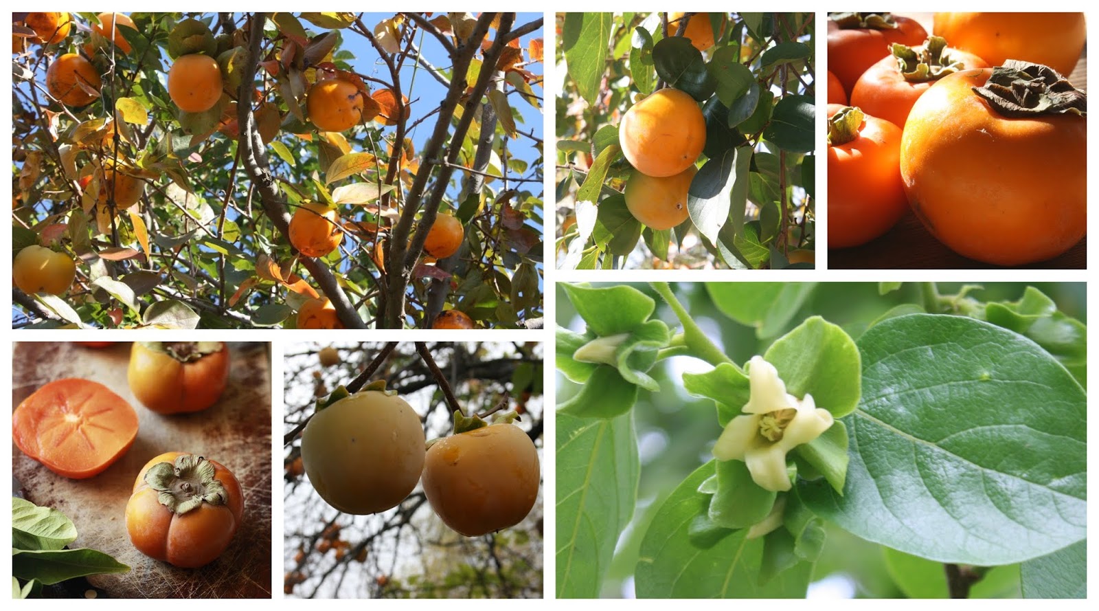 Balkan Ecology Project : Japanese Persimmon - The Essential Guide to ...
