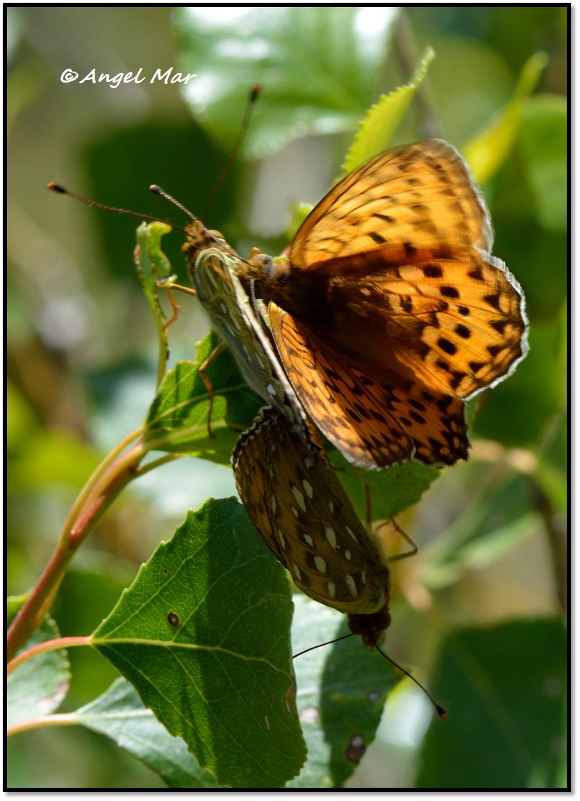 Butterflies and Dragonflies: Argynnis aglaja - (Speyeria aglaja ...