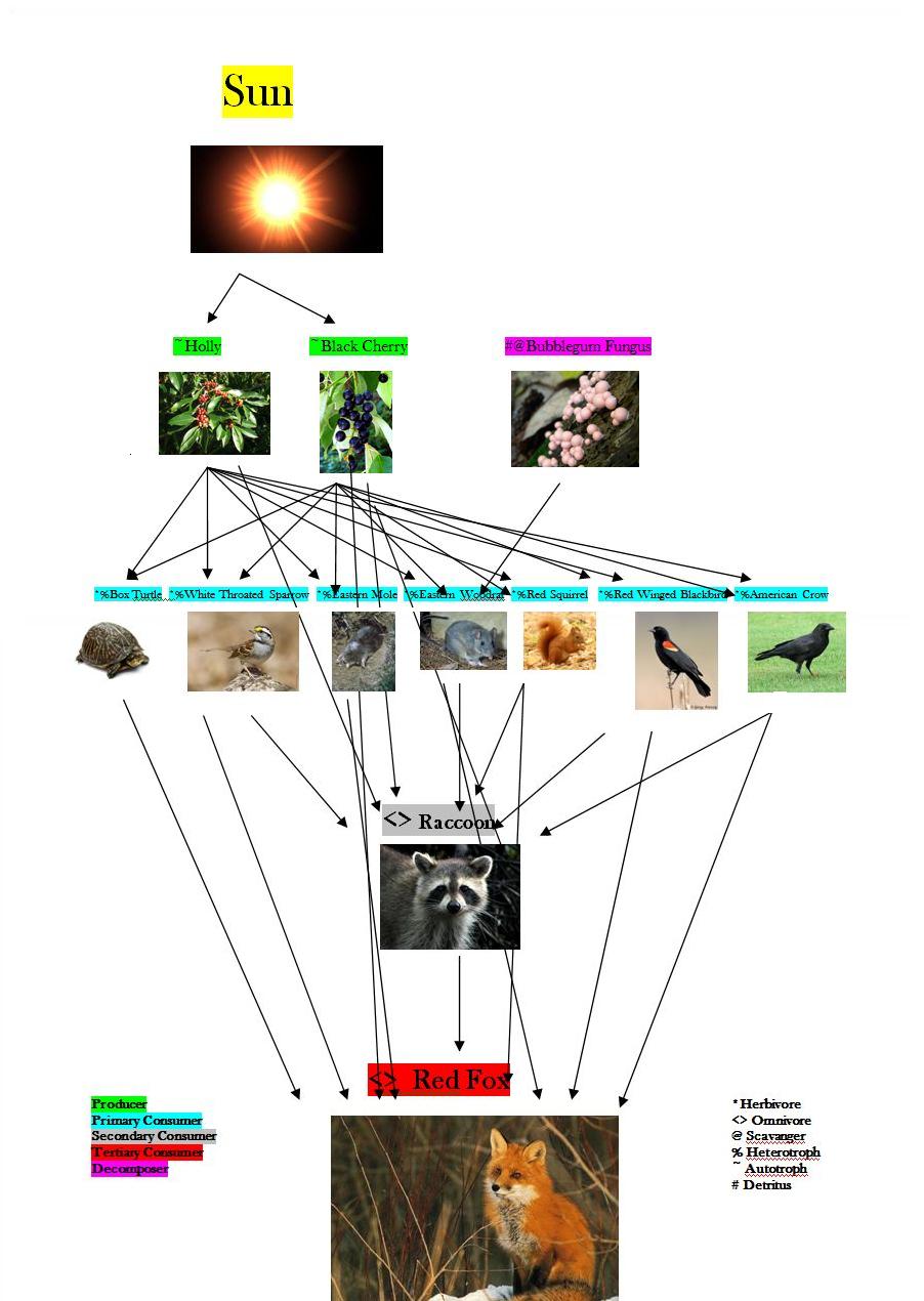 Maritime Forest: Food Web
