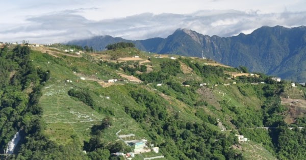 Tea Masters: Exploring the taste of Lishan