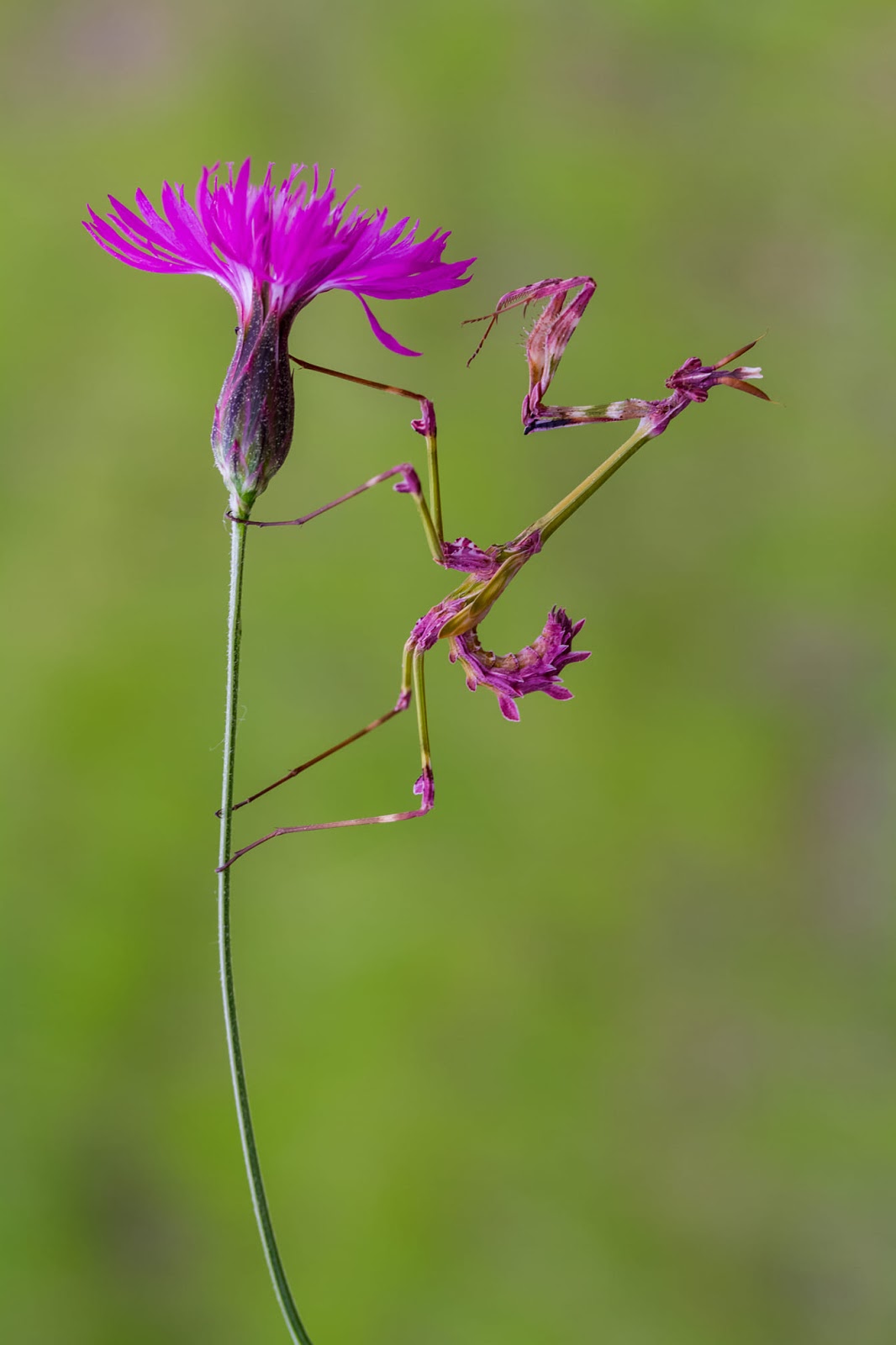Le retour chez Canelle: Les phasmes
