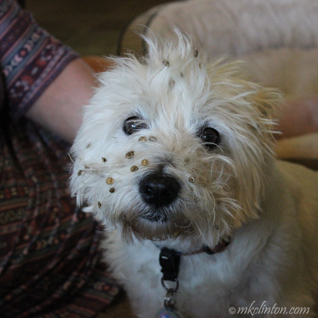 Barking from the Bayou