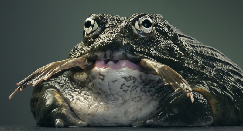 El Hurgador [Arte en la Red]: Tim Flach (II, 'More Than Human ...