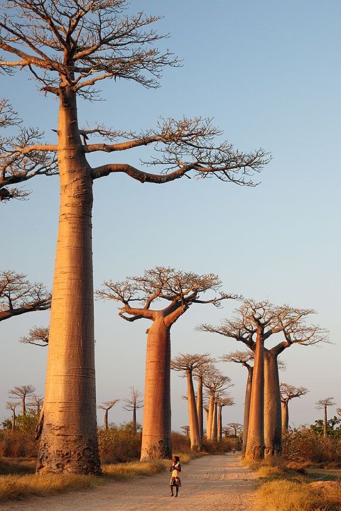 Baobá | Adansonia - AæA Press™
