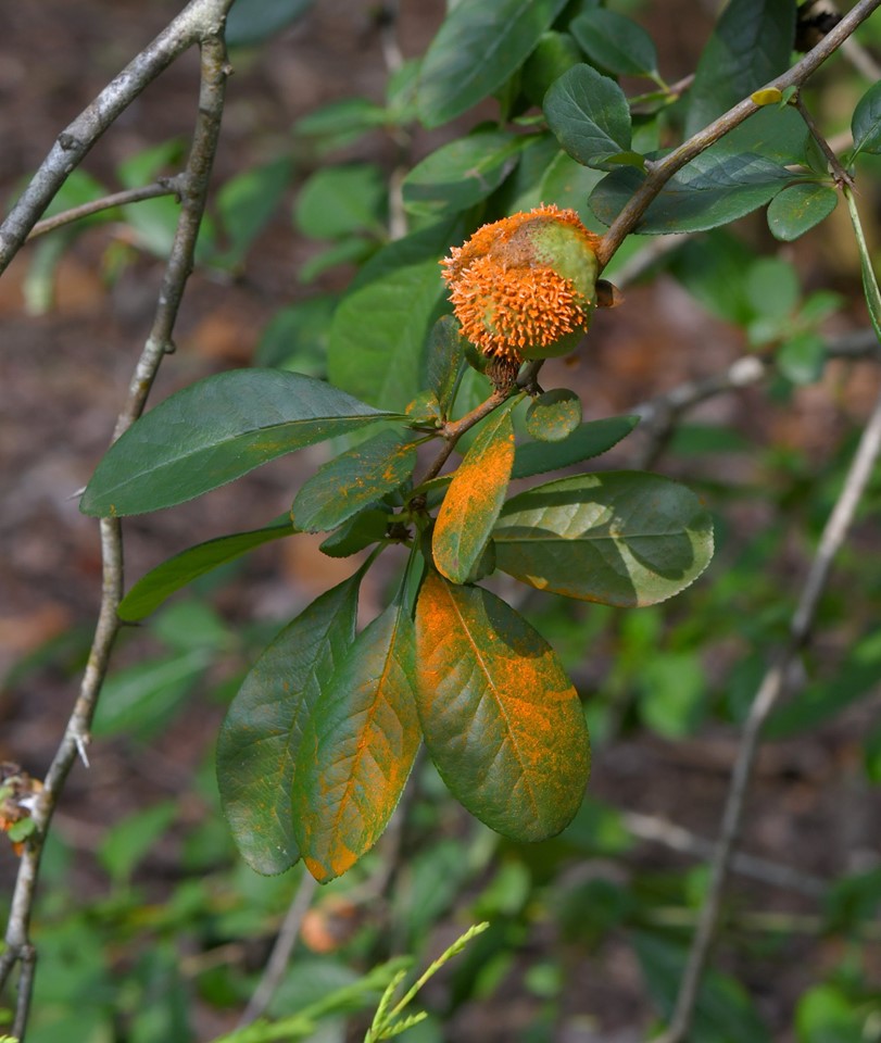 Nature Ramblers: Ramble Report May 23 2019