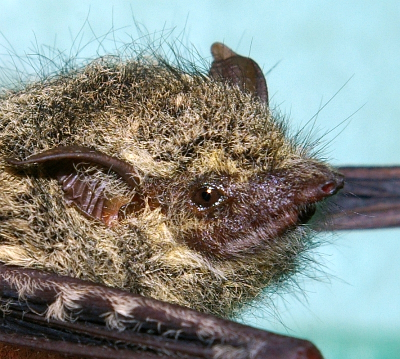 proboscis bat (Rhynchonycteris naso)