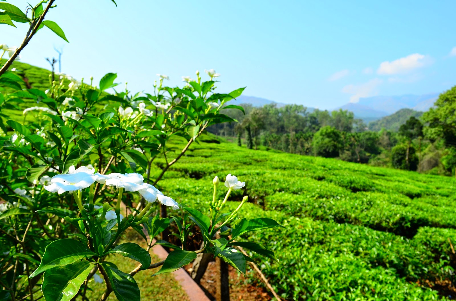 Sharath Hassan A Travelling Photographer: Samse Tea Estate near ...