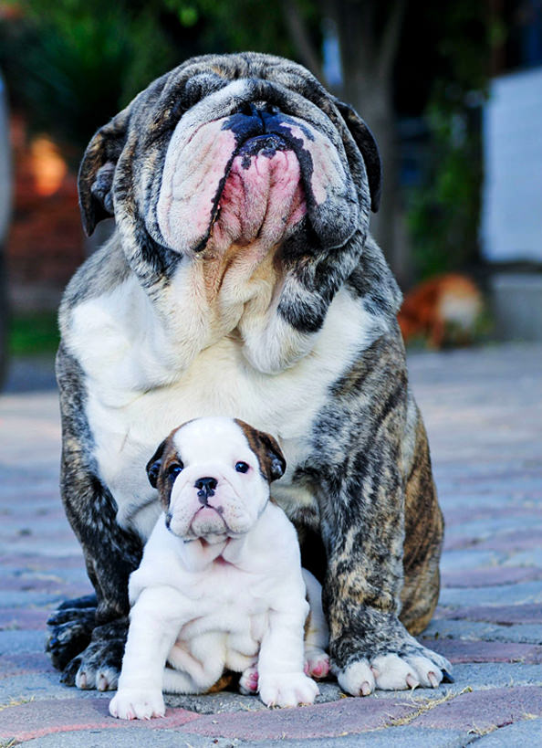Bulldog Mother With Her Child | FUNNY AWW