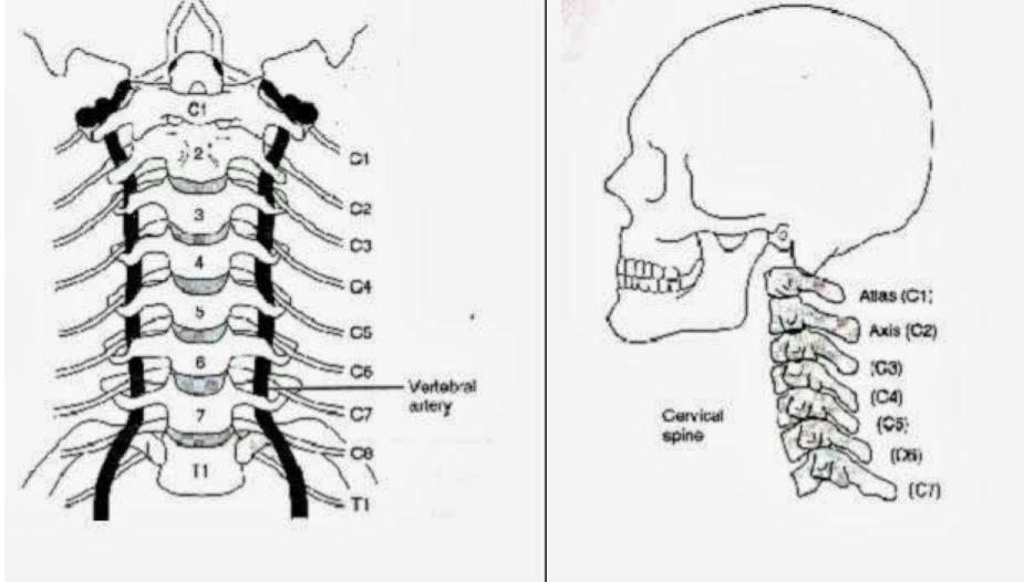 Segmento Cervical