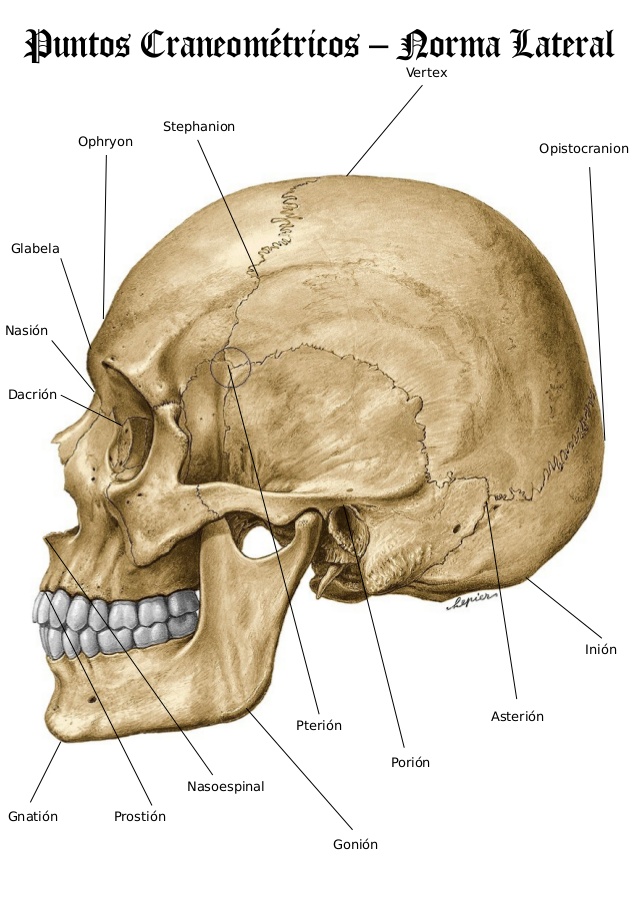 Anatomia Para Odontólogos