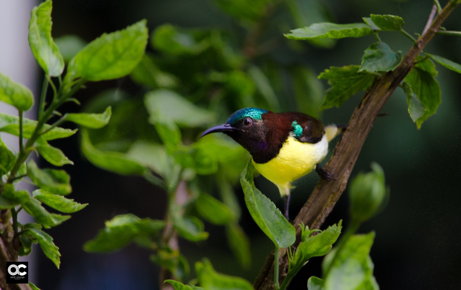 Birds Of Konkan | TRAVEL LIKE WE DO