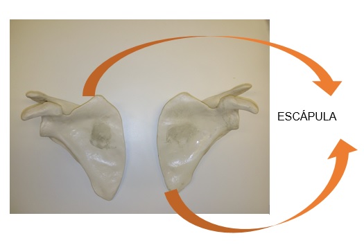 Anatomía: Práctico Nº 4 Osteología de MMSS MMII