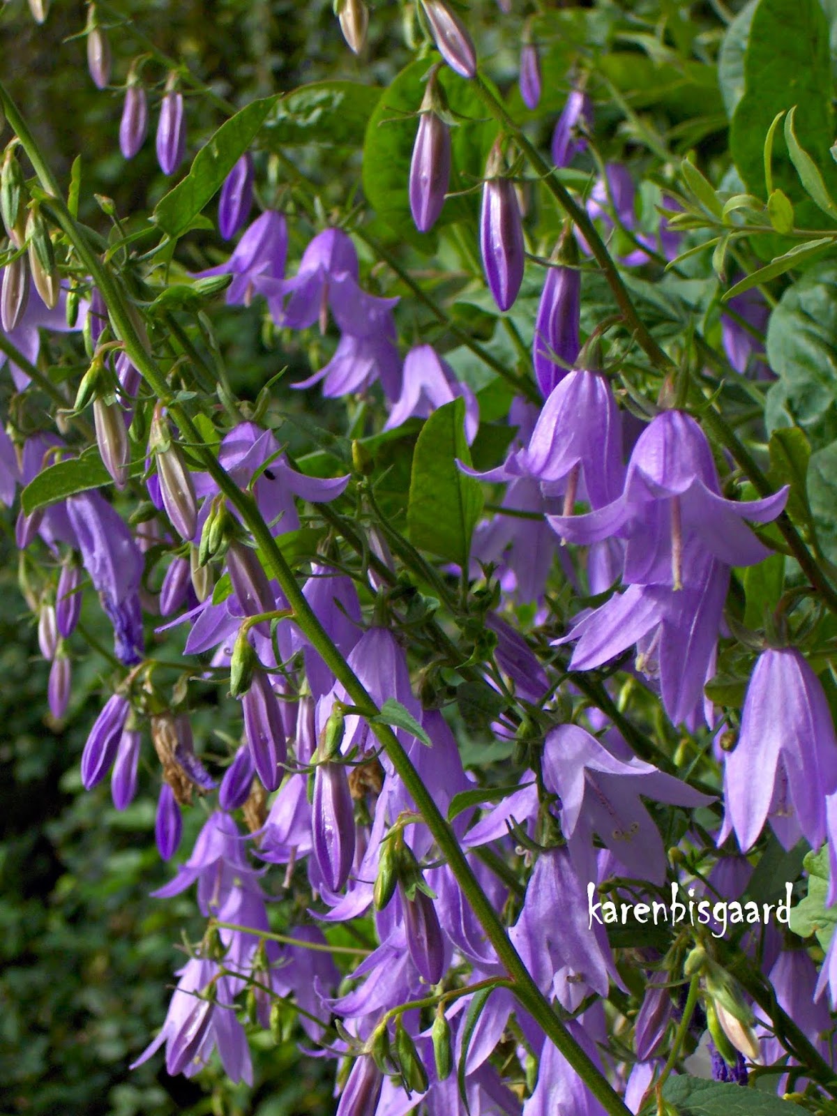 Karen`s Nature Photography: Campanula Bellflower in Garden.