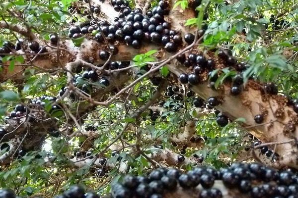 Jabuticaba, Anggur Brazil Berbuah Pada Batang Pohon | Berita dan ...