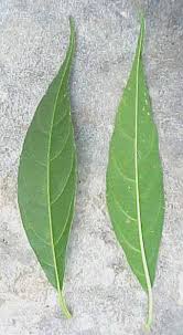 Hoja Subulada (subulata) - Botánica integra