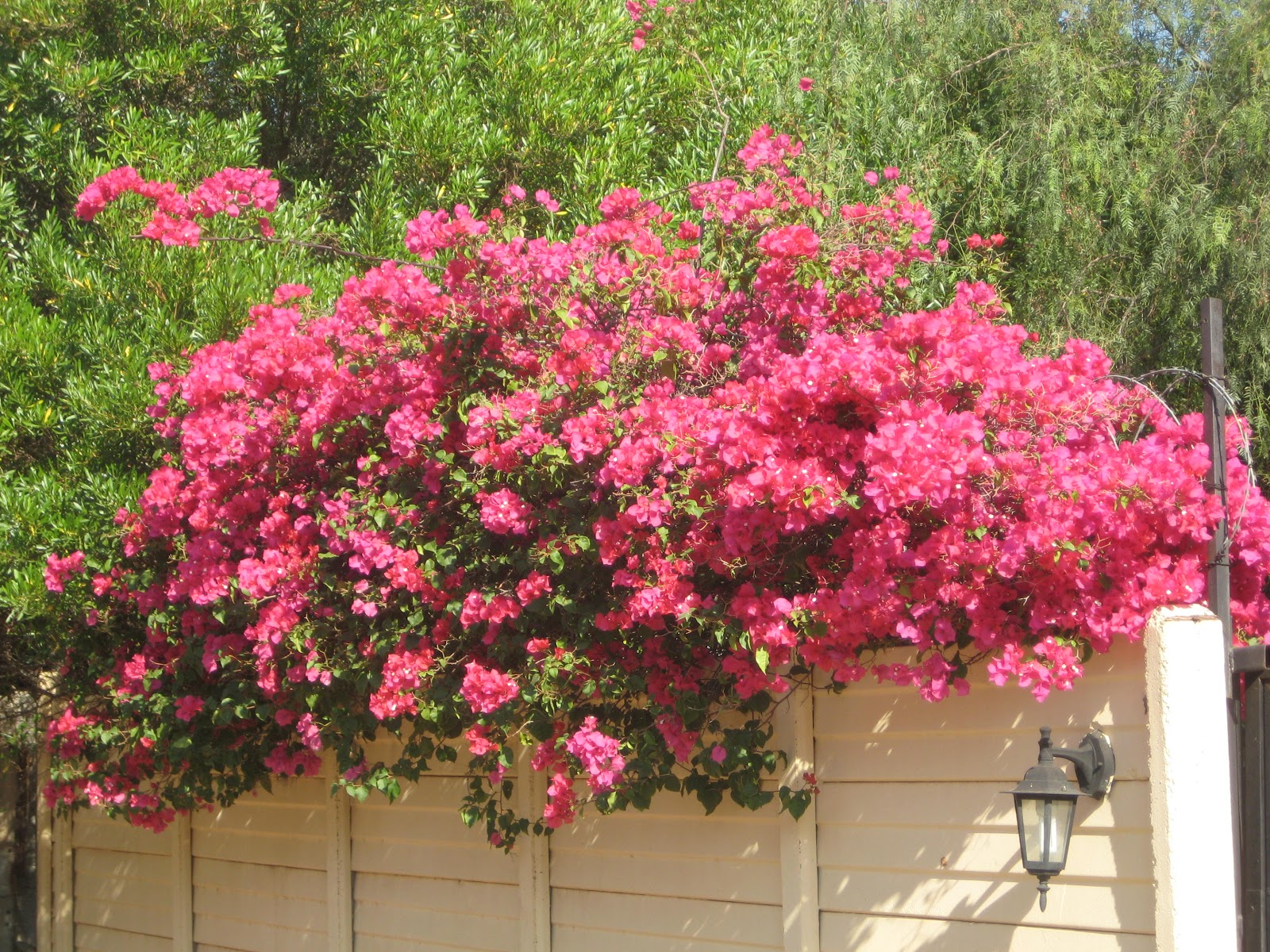 Rands Mission: Gaborone Flowers